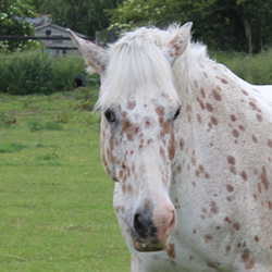 Who We Are - CANter Equine Therapy